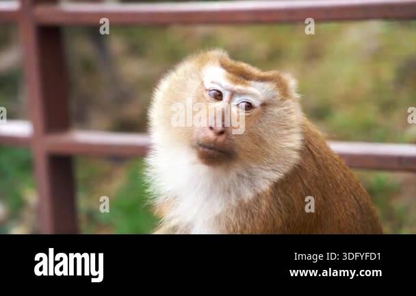 Monkey Eating Chips Stock Video Footage - Alamy