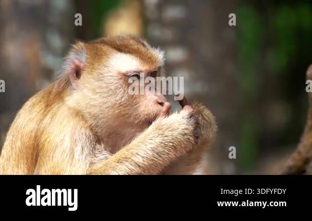 Monkey Eating Potato Chips Stock Video Footage - Alamy