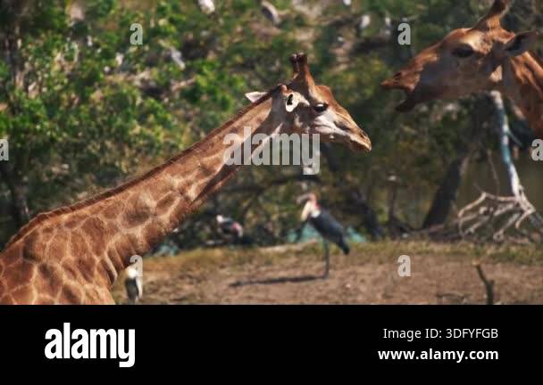 Beautiful giraffes walking in the zoo Stock Video Footage - Alamy