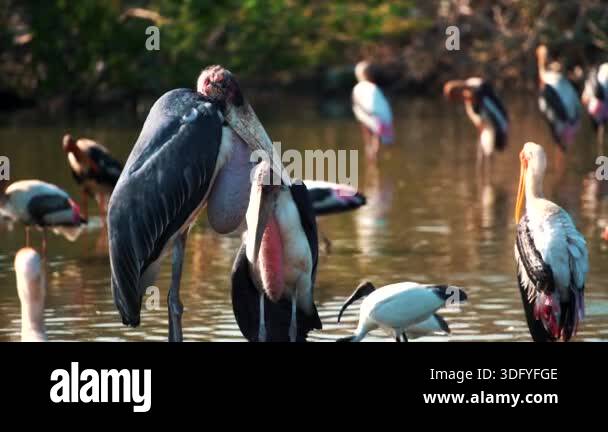Southern african birds Stock Videos & Footage - HD and 4K Video Clips ...