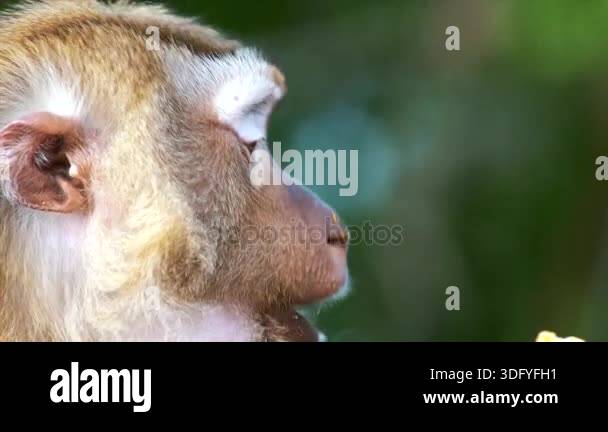 Monkey Eating Potato Chip Stock Video Footage - Alamy