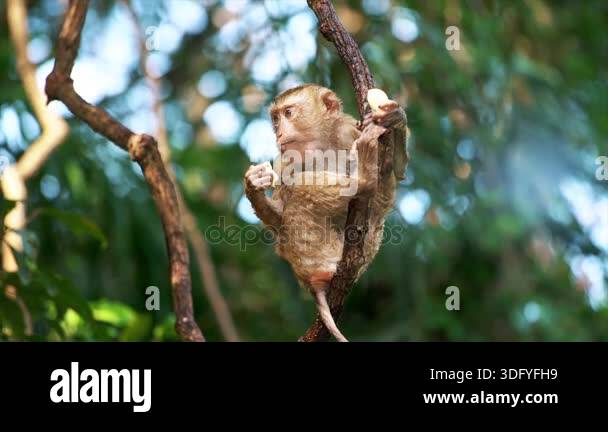 little monkey hanging on liana Stock Video Footage - Alamy