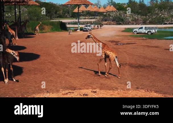 Giraffes in the zoo Stock Video Footage - Alamy