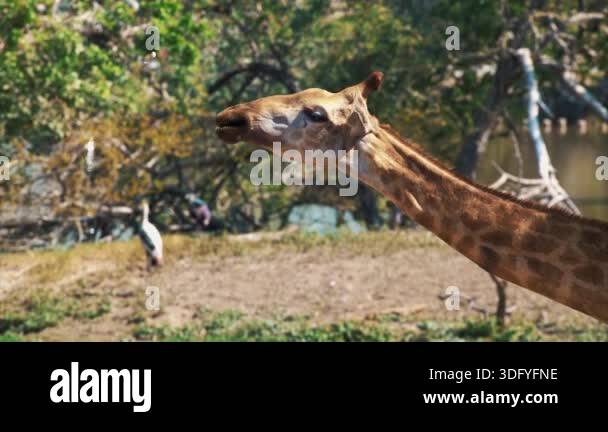 Giraffe chewing in the zoo Stock Video Footage - Alamy