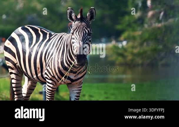 Cute zebra in the zoo farm Stock Video Footage - Alamy
