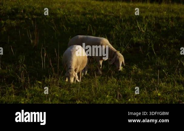 Sheep in a field at sunset Stock Video Footage - Alamy