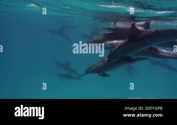 dolphin underwater on blue ocean background looking at you Stock Video ...
