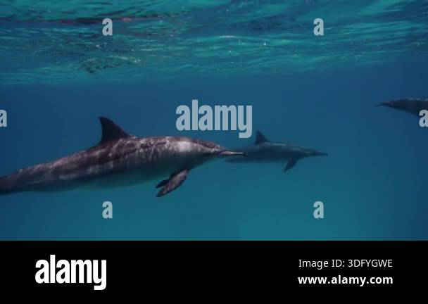 dolphin underwater on blue ocean background looking at you Stock Video ...