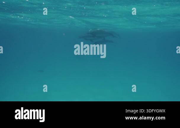 Cute dolphins flock, Marsa alam Stock Video Footage - Alamy