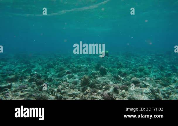 Pretty Free diver exploring coral reef fish in sea Stock Video Footage ...