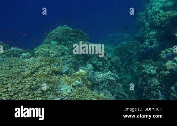 Vivid Coral Reefs rich in life Stock Video Footage - Alamy