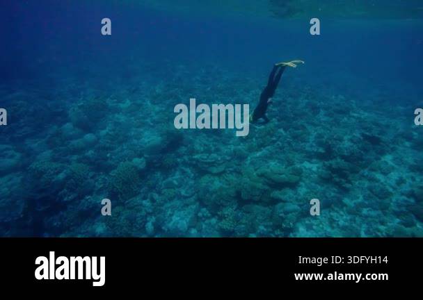 Woman free diving deep On a coral reef Stock Video Footage - Alamy