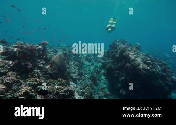 Free diver exploring coral reef in sea Stock Video Footage - Alamy