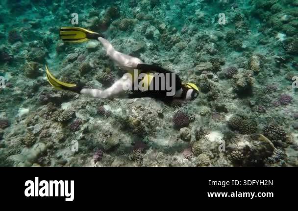 Free diver exploring vivid coral reef in tropical sea Stock Video ...