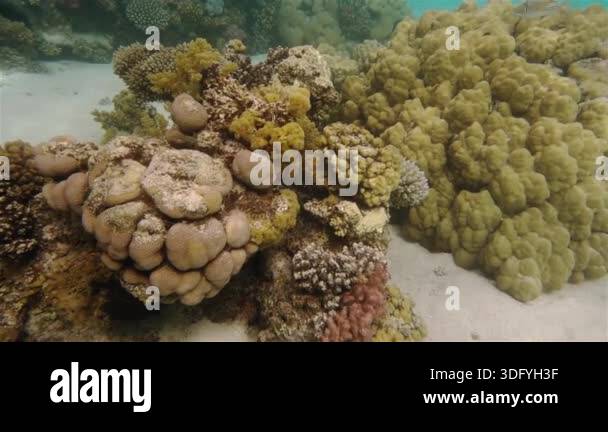 Coral Reef underwater Stock Video Footage - Alamy