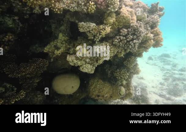 Beautiful Coral Reef and Tropical Fish Stock Video Footage - Alamy