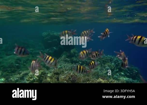Vivid colorful Coral fish Stock Video Footage - Alamy