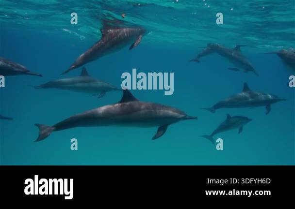 free dolphins deep underwater Stock Video Footage - Alamy
