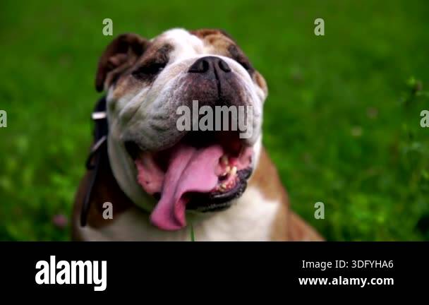 beautiful champion male english bulldog standing in the grass Stock ...