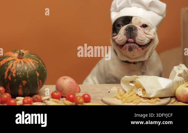Very cute funny puppy french bulldog chief cooking healthy food. Happy ...