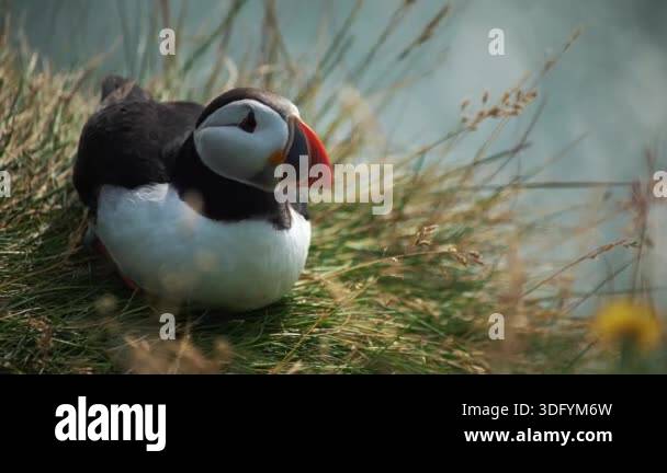 Red beak bird enjoying the place. Portrait of a northern puffin sitting ...