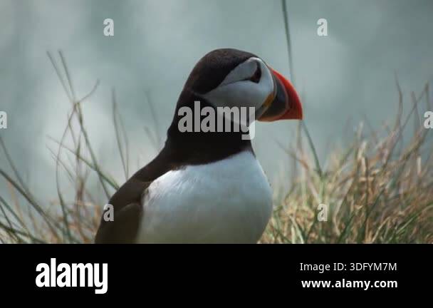 Closeup of beautiful and watchful seabird in natural landscape. Red ...