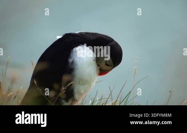 Portrait of a northern puffin sitting on the grass and cleaning its ...
