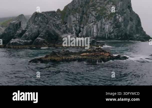 Close up of rock completely filling with sea lions. Shooting from drone ...
