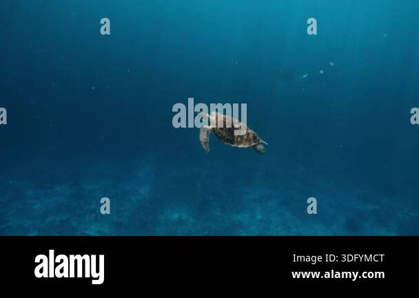 Sea turtle slowly swiming in blue water through sunlight. Snorkeling on ...