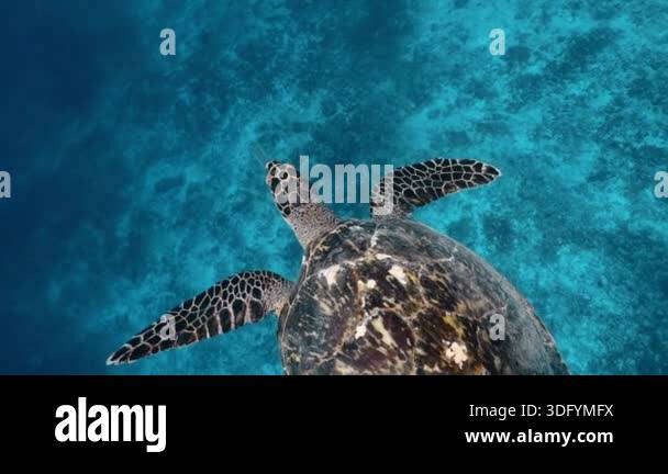 Scuba diving green turtle eating planktone in sea alone. Large ...