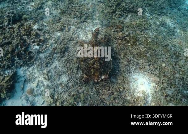 Sea turtle swimming at bottom of sea on coral reefs. Green tropical ...