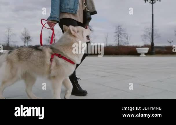 Woman walk out her pet dog in the city. Big white husky dog on red ...