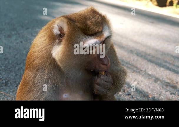 Portrait of cute primate sitting on road and eating. Monkey being fed ...