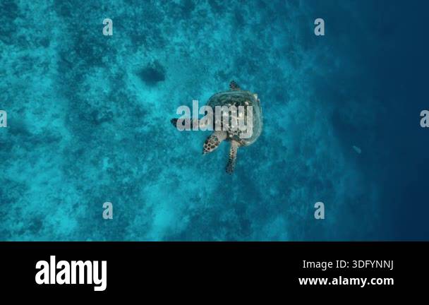 Sea turtle underwater against colorful reef with ocean waves at surface ...