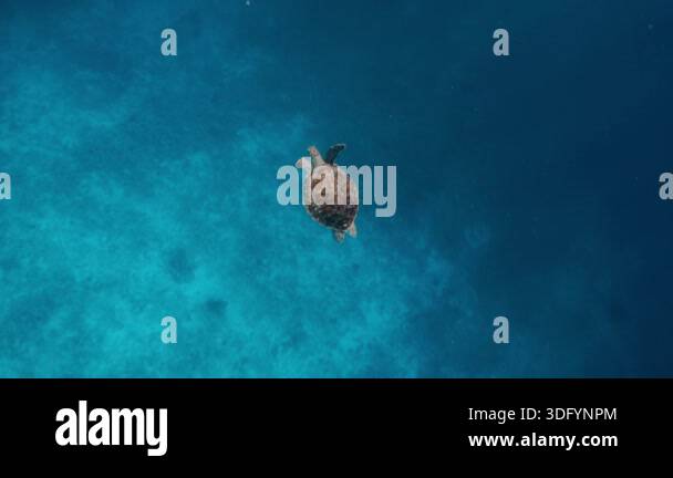 Sea turtle slowly swiming in blue water through sunlight. Snorkeling on ...