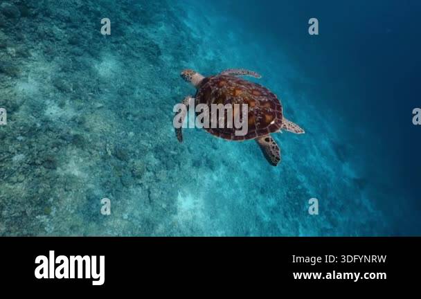 Snorkeling on wildlife. Sea turtle slowly swiming in blue water through ...