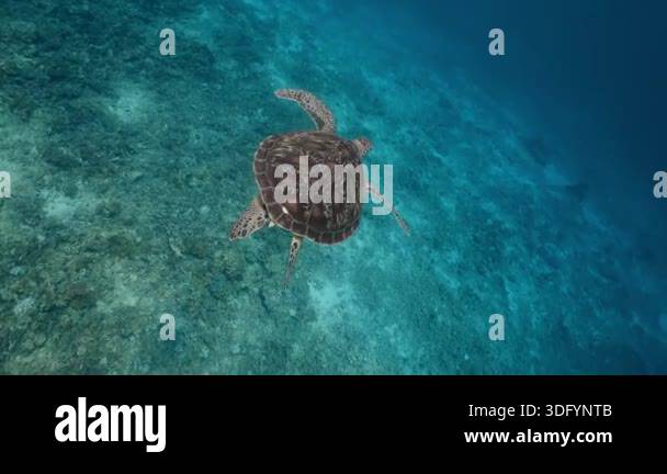 Green tropical turtle swimming with girl in clear blue sea. Beautiful ...