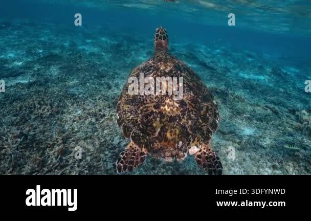 Sea turtle slowly swiming in blue water and take a breath. Snorkeling ...