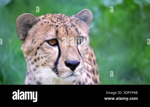 Close up portrait of cheetah in wild life nature habitat. Feline ...