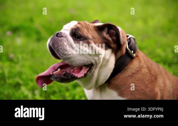 Purebred happy cute dog. Young male English bulldog portrait sitting on ...