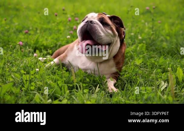 Young male English bulldog portrait lying on the grass and breathing ...