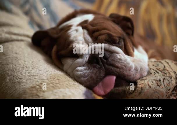 Cute lazy English bulldog sleeping on the couch and snore. Doggy see ...