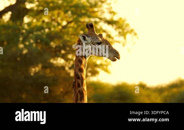 Part of body of Masai giraffe. Oxpecker birds live in symbiosis with ...