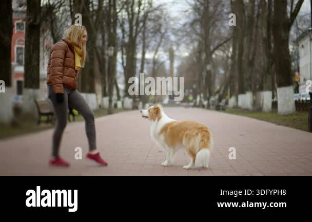 Close up of ginger border collie dog and his owner training outside the ...
