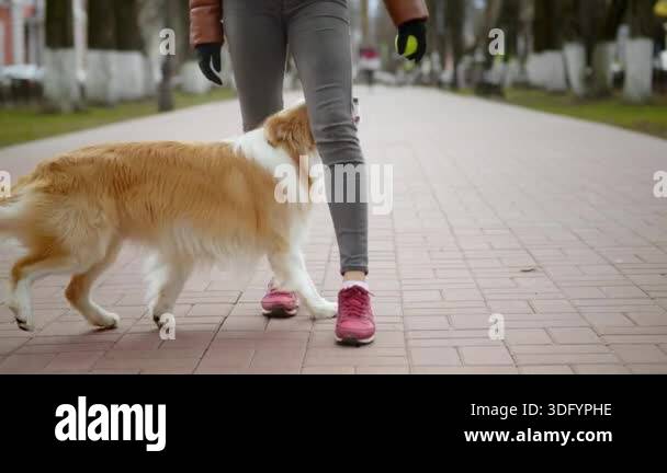 Close up of ginger border collie dog and his owner training outside the ...