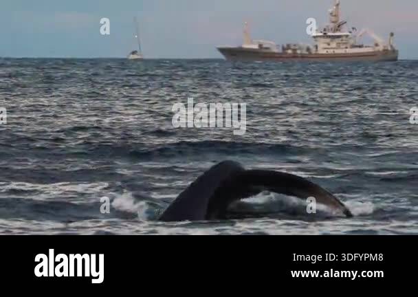 Magnifficent natural scene of sea creature showing over surface of ...