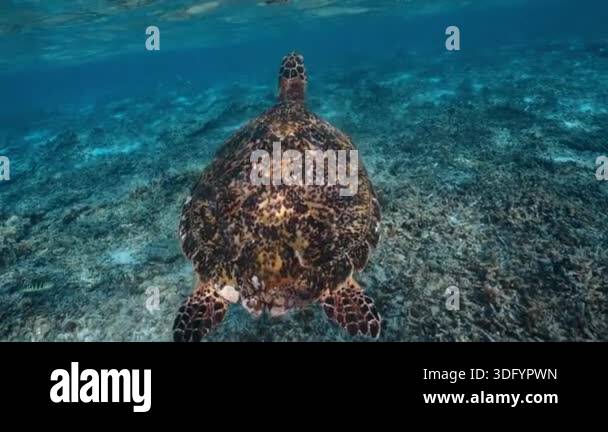 Sea turtle slowly swiming in blue water and take a breath. Snorkeling ...
