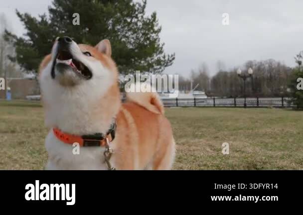 Dog shibainu with man playful on park. Happy dog breed Siba inu game ...