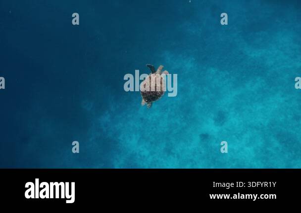 Sea turtle slowly swiming in blue water through sunlight. Snorkeling on ...