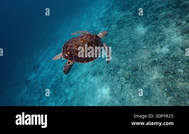 Snorkeling on wildlife. Sea turtle slowly swiming in blue water through ...